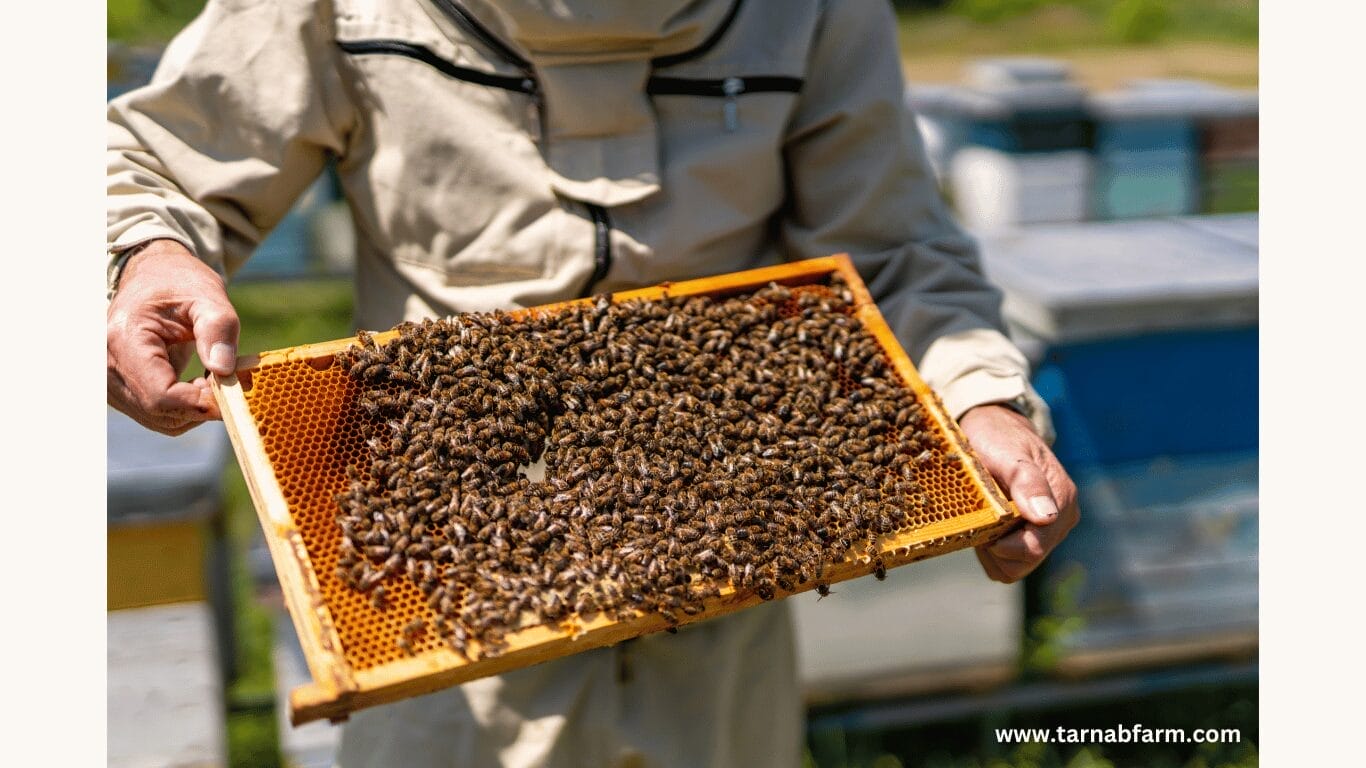 BEEKEEPING IN PAKISTAN - Tarnab Farm